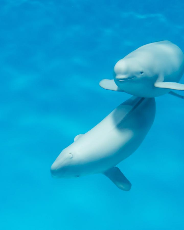 Le marsouin du Yangtsé retrouve le sourire | WWF France