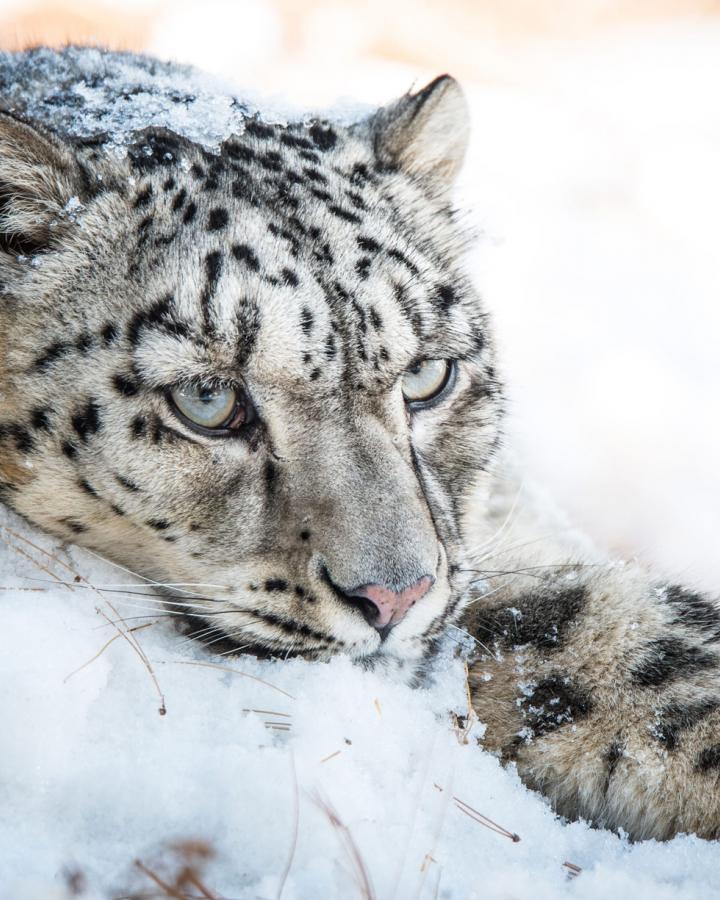 Décompte prometteur pour le léopard des neiges | WWF France