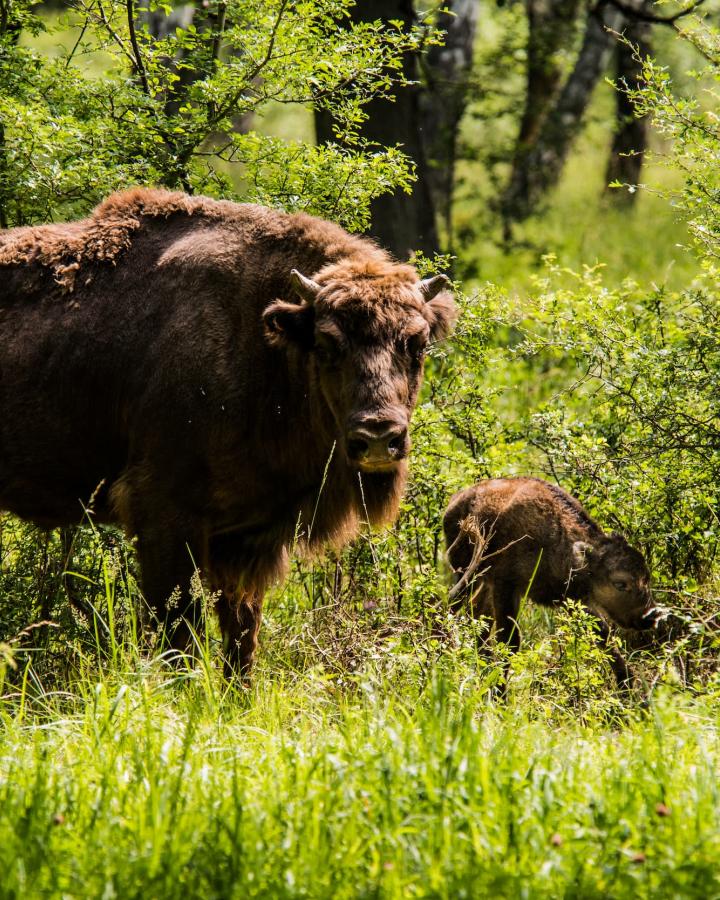 Le bison redonne vie aux Carpates | WWF France